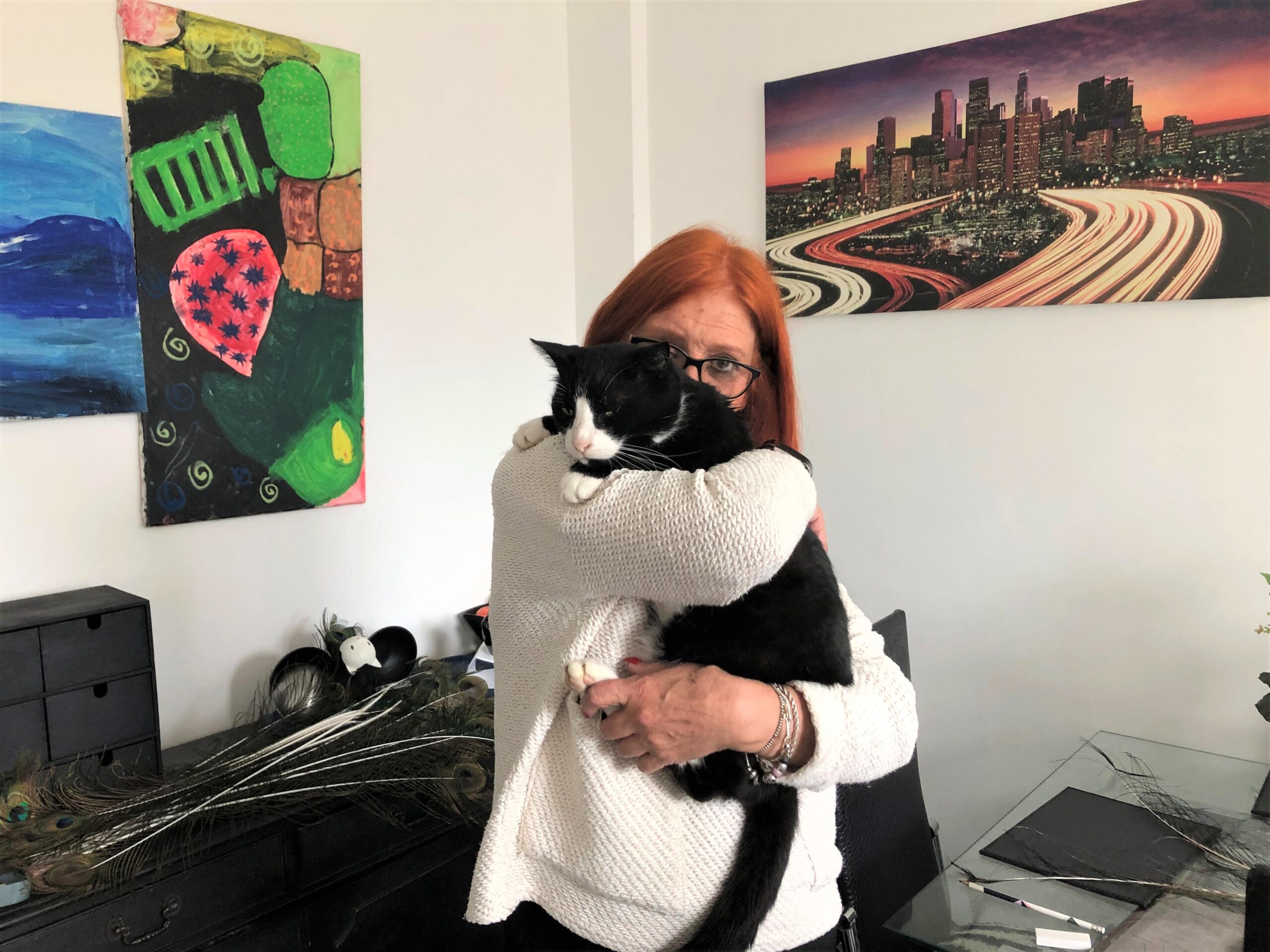 New Harrogate rescue centre rehomes 19 cats