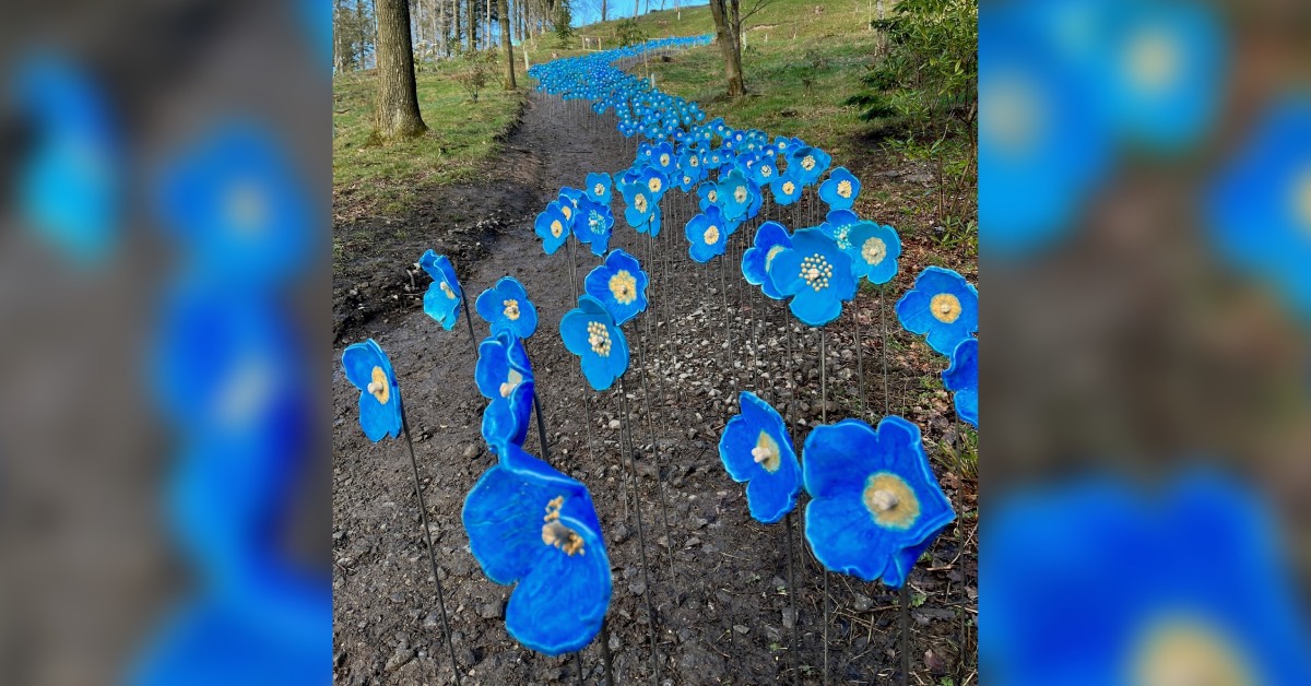 Display of 1,300 clay poppies takes over Himalayan Gardens