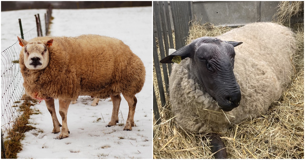 64 sheep worth tens of thousands of pounds stolen in Harrogate district