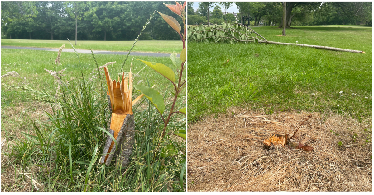 Shocking video shows teens ripping up trees on Harrogate Stray