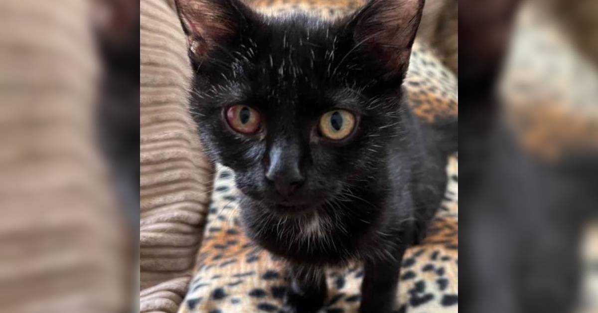 Harrogate Cat Rescue's urgent appeal to save Pedro the kitten