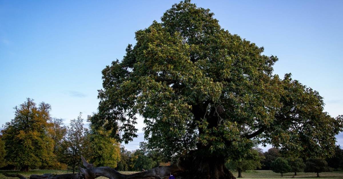 Autumn events focus on ancient trees in Ripon's Skell Valley