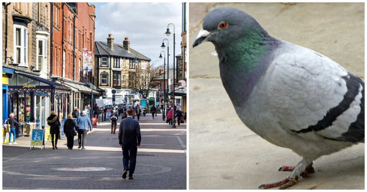 Harrogate man who pulled off pigeon's wing fails to turn up in court