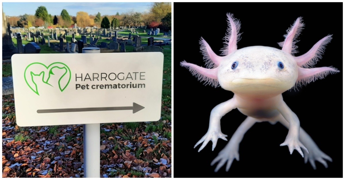 Axolotl one of first animals cremated at Harrogate pet crematorium