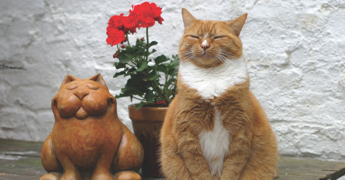 Harrogate Cat Rescue launches urgent funding appeal