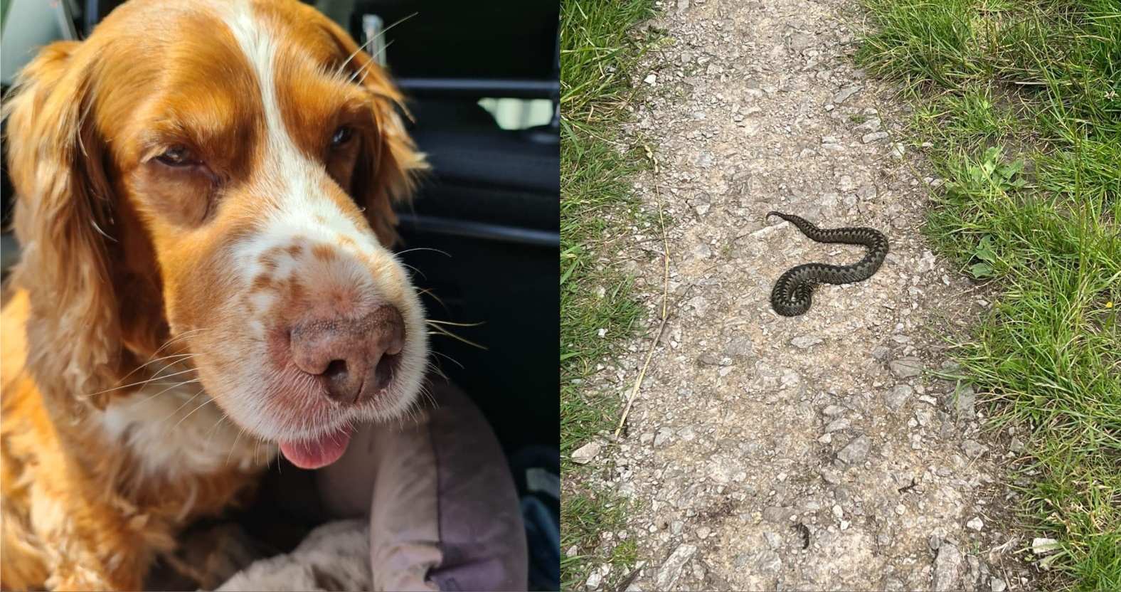 Dog bitten by adder at Thruscross