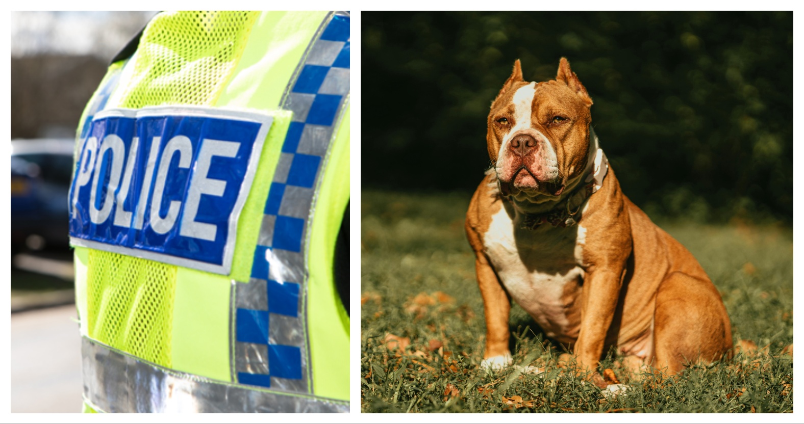 Police reveal number of XL Bullies seized in North Yorkshire