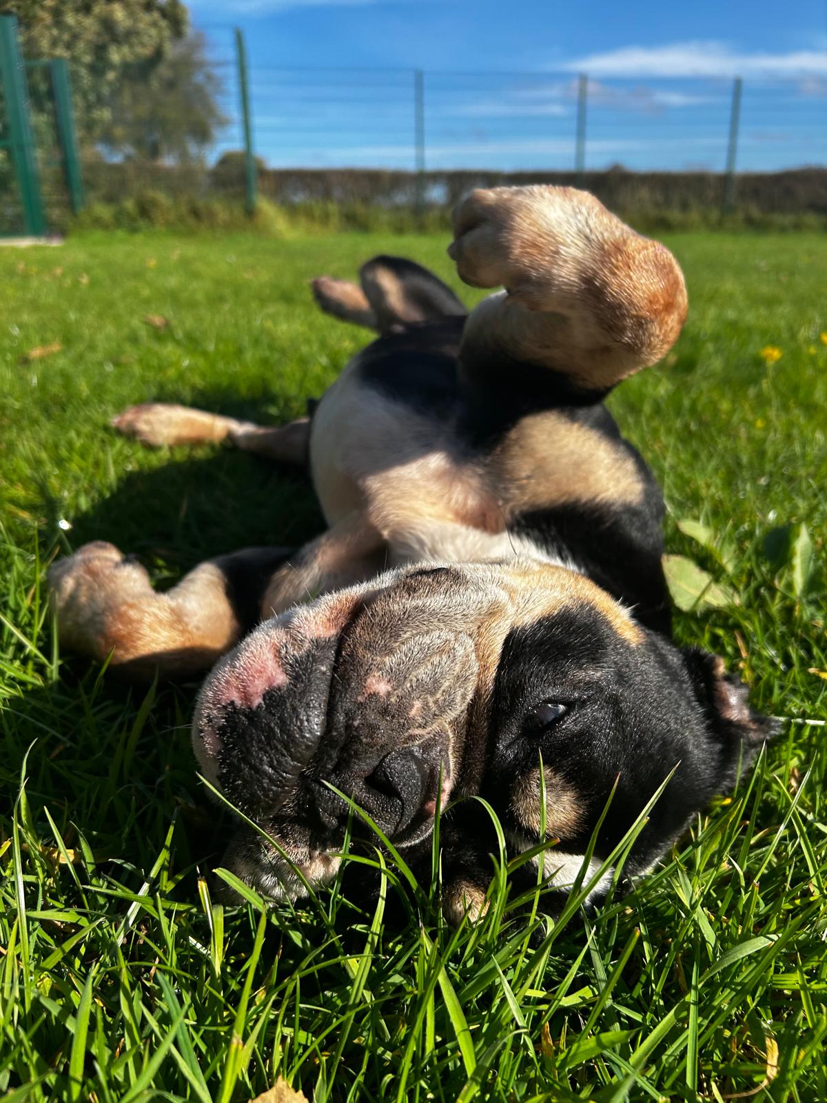 Suspended prison sentence for Harrogate man who neglected his emaciated dog
