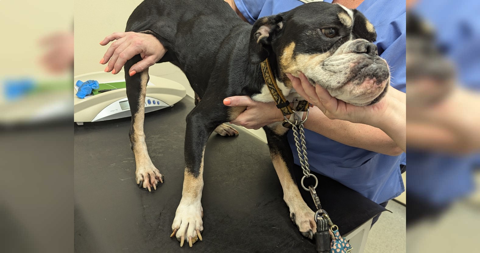 Suspended prison sentence for Harrogate man who neglected his emaciated dog