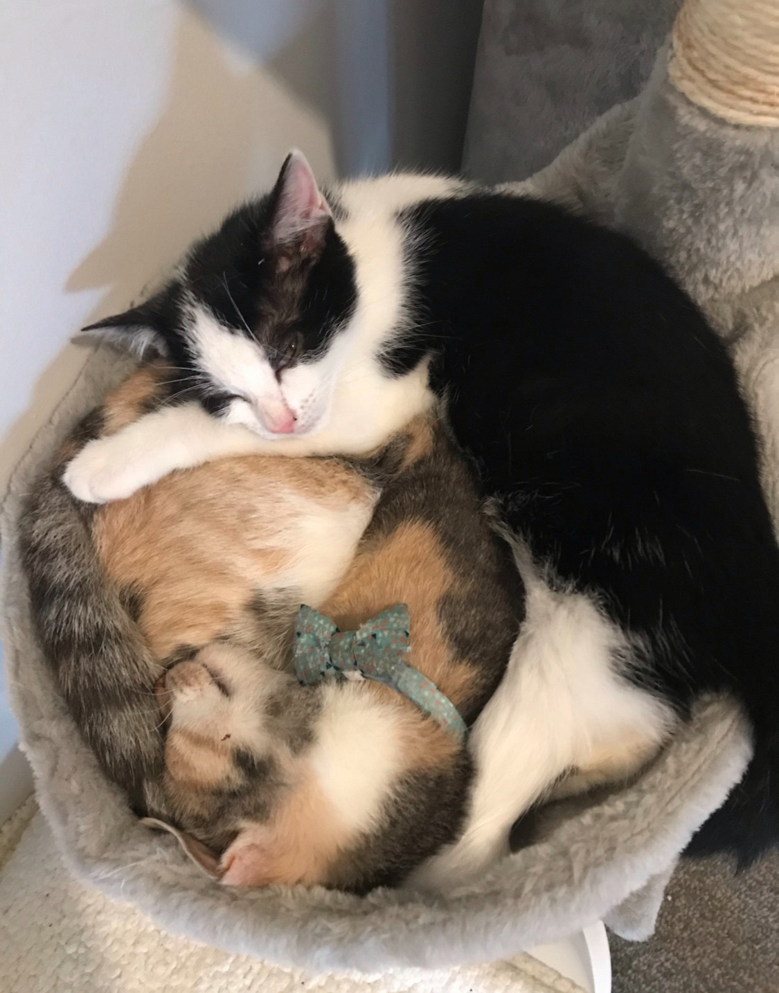 ‘We’re on our knees’ – a Harrogate cat charity’s plea for volunteers